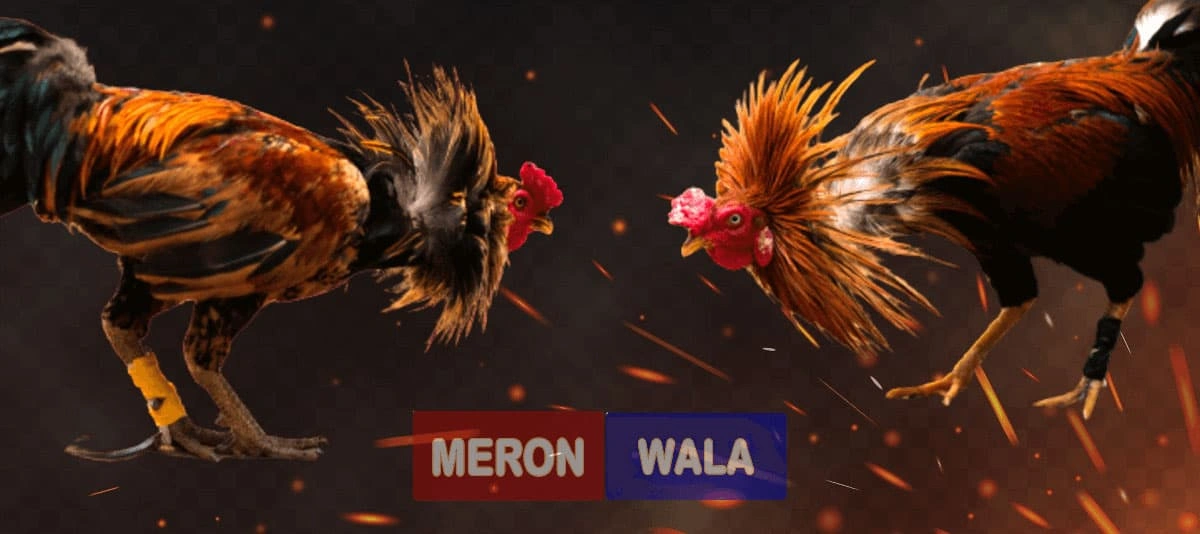 Sabong Online: Your Ultimate Guide to Online Cockfighting at PHLBET ...